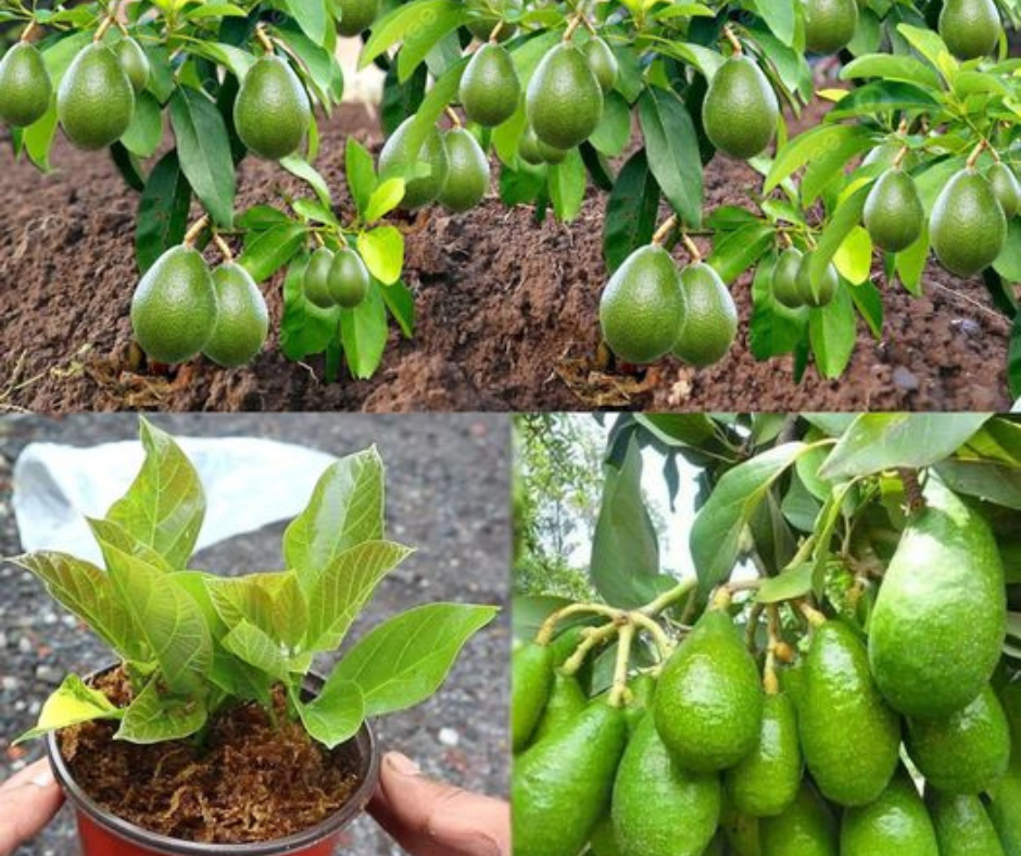 How to grow avocado at home - EASY TO COOK