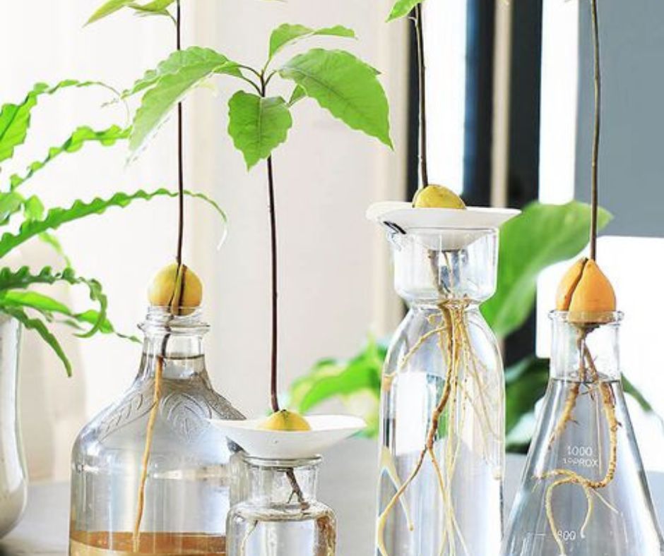 How to grow avocado at home - EASY TO COOK